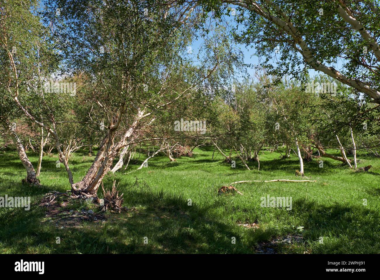 Mongolia forest hi-res stock photography and images - Alamy