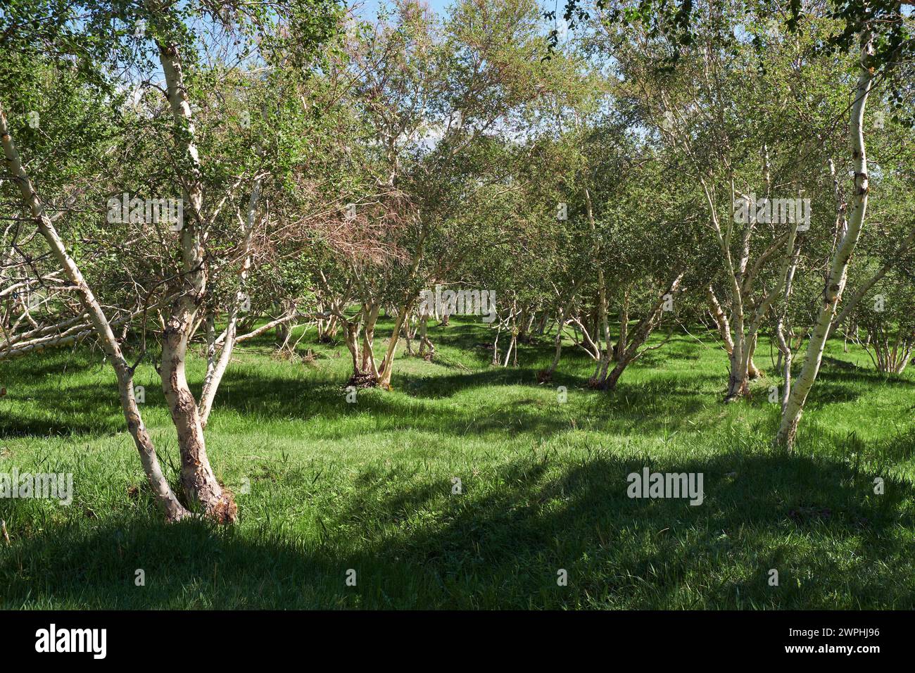 Floodplain birch forest in Khovd aimak in Mongolia Stock Photo - Alamy