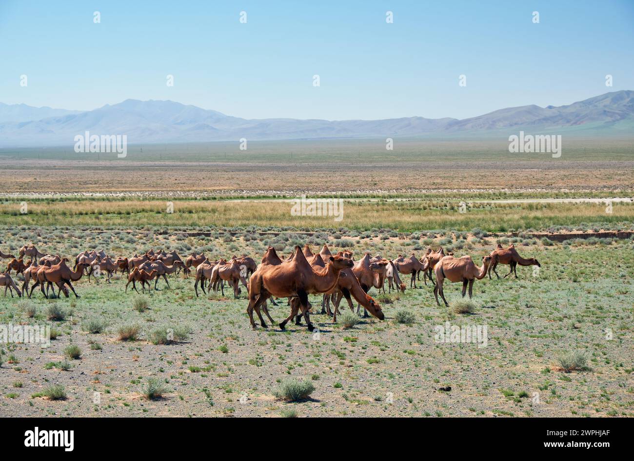 Herd of bactrian camels in mongolian stone desert. Western Mongolia ...