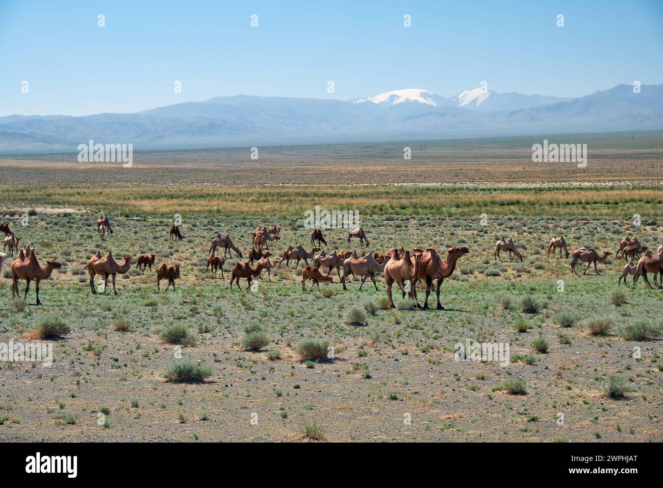 Herd of bactrian camels in mongolian stone desert. Western Mongolia ...