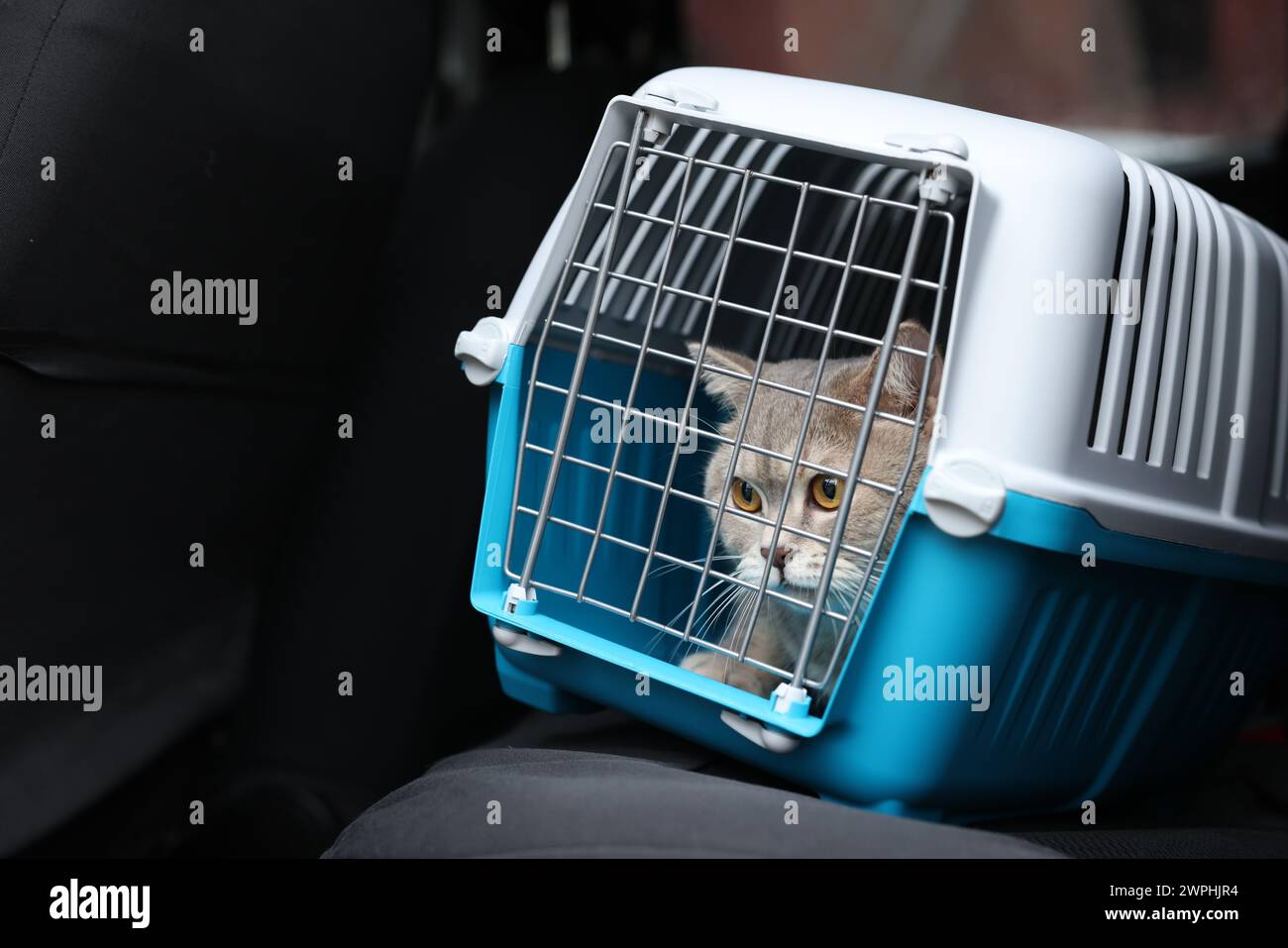 Cat inside car hi-res stock photography and images - Alamy