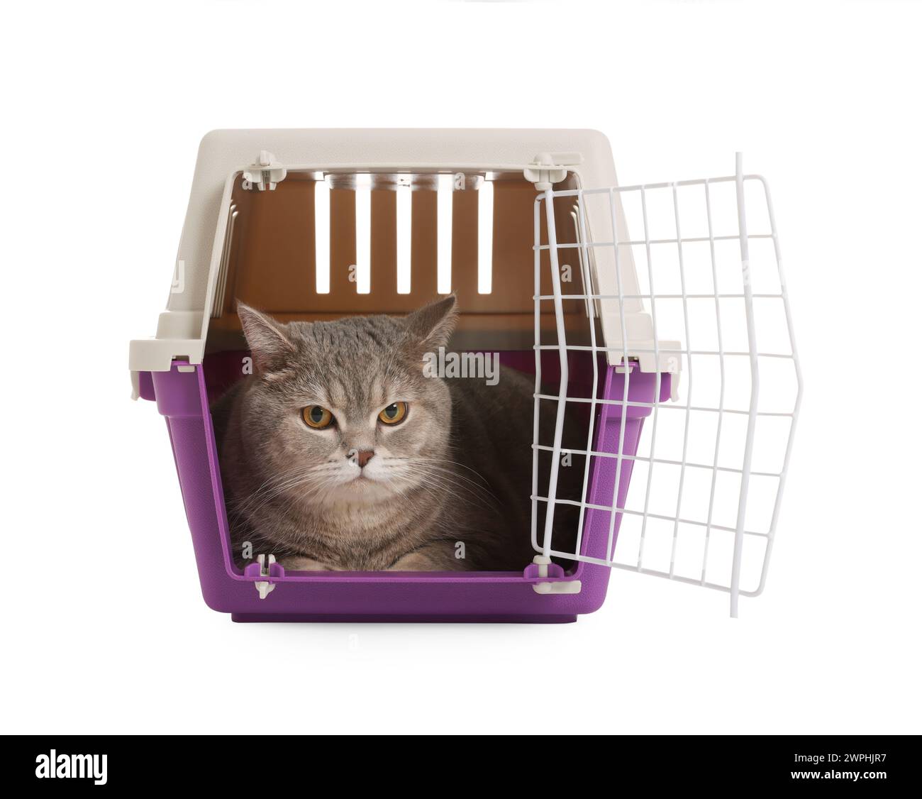 Cute cat cage veterinary Cut Out Stock Images & Pictures - Alamy