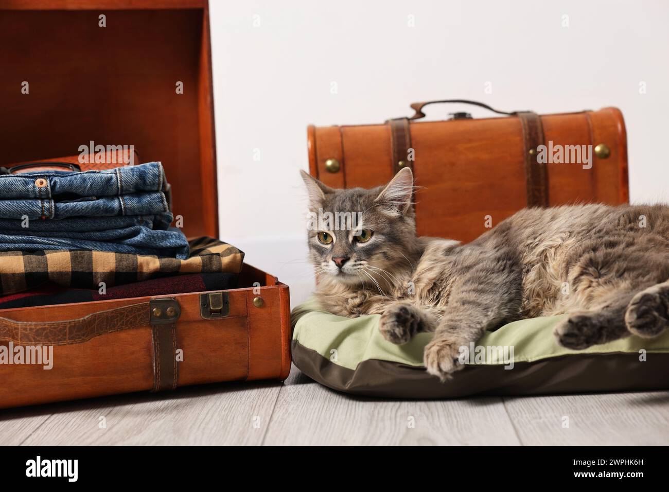 Travel with pet. Cat, clothes and suitcases indoors Stock Photo - Alamy