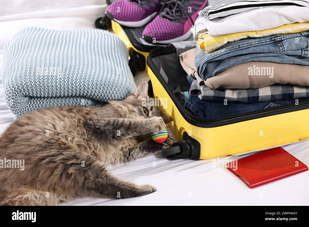 Travel with pet. Cat, ball, passport, clothes and suitcase on bed Stock ...