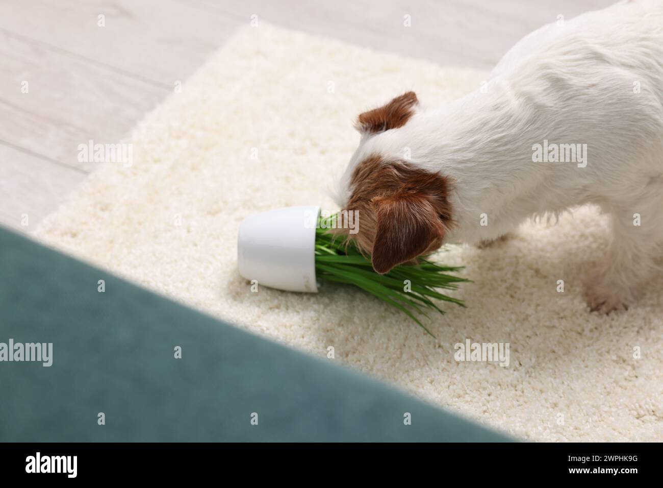 Cute dog near overturned houseplant on rug indoors. Space for text ...
