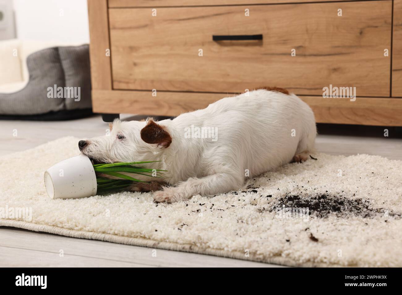 Cute dog near overturned houseplant on rug indoors Stock Photo - Alamy