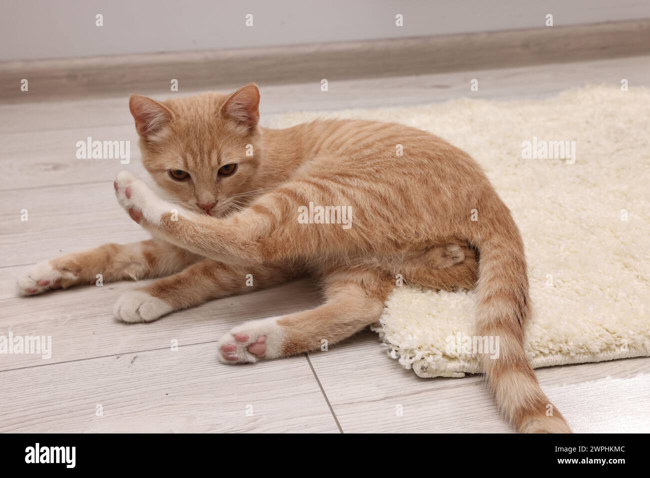 Cute ginger cat on carpet at home Stock Photo - Alamy