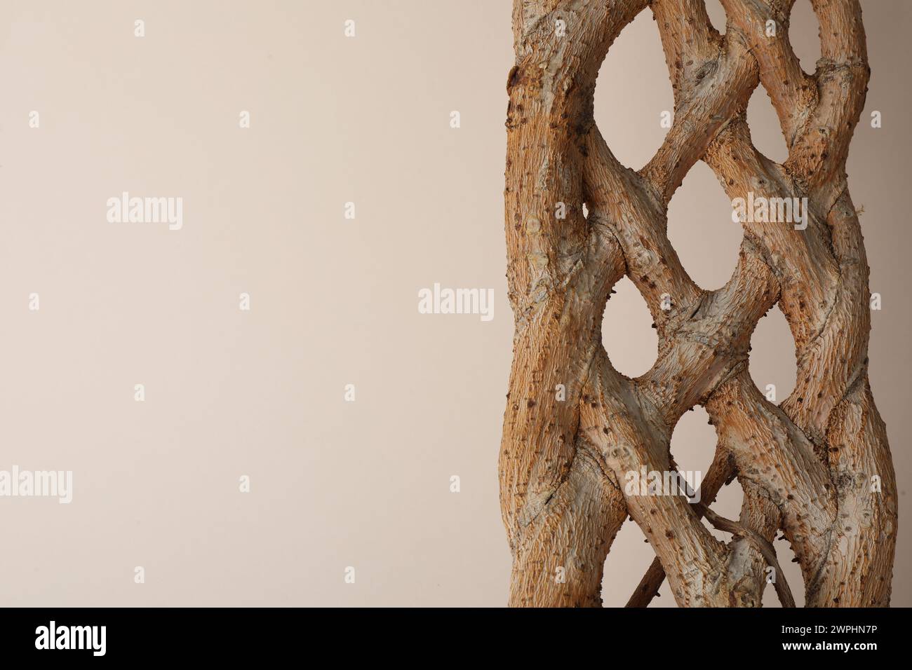 Twisted trunk of ficus plant on beige background, closeup. Space for ...