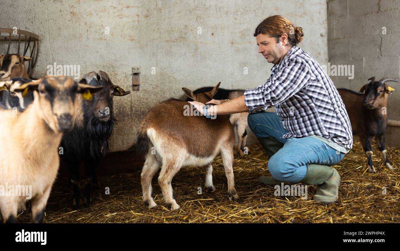 Male worker feeding goats at livestock farm Stock Photo - Alamy