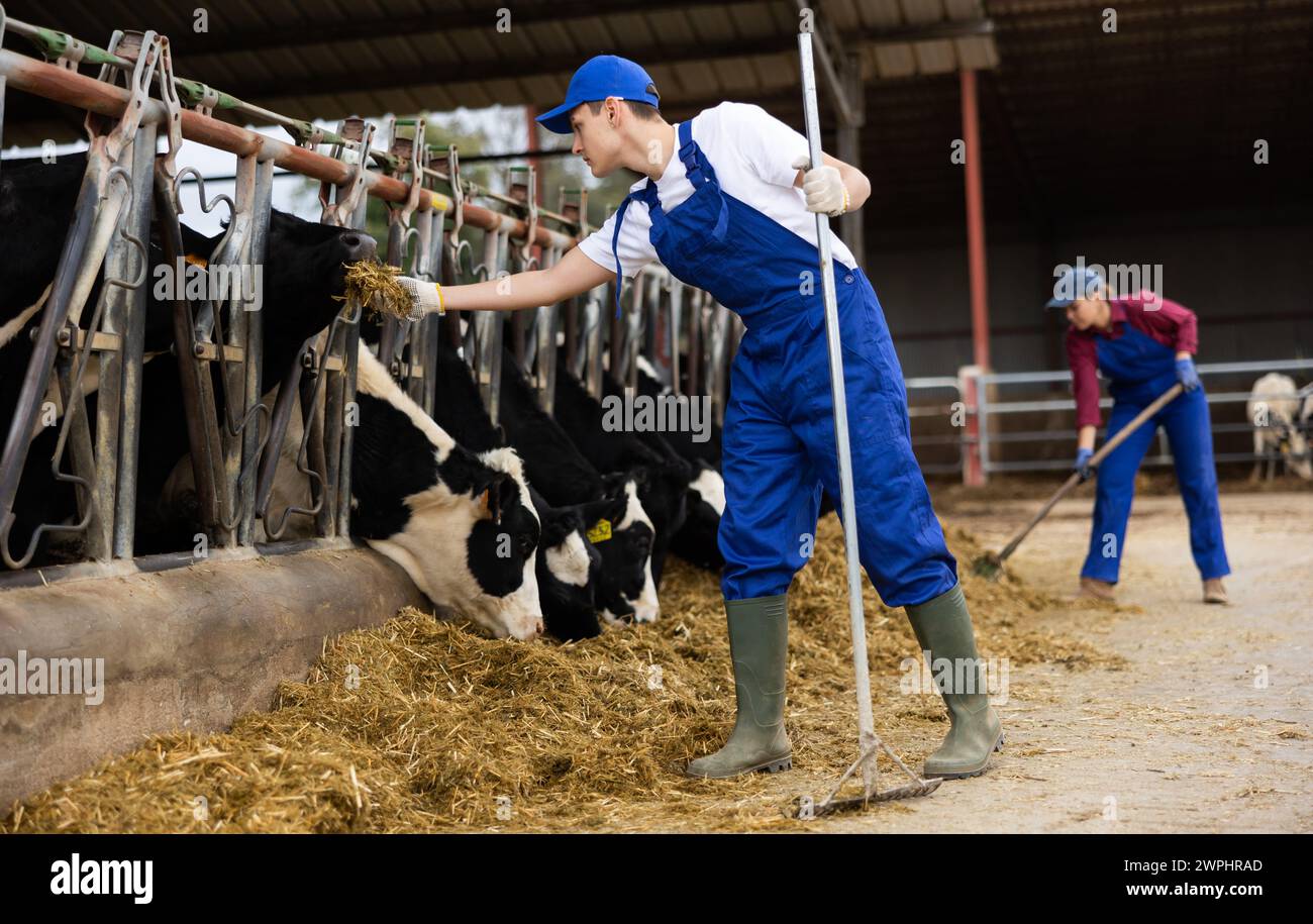 Focused European male farmerarranging hay and feeding cows on livestock ...
