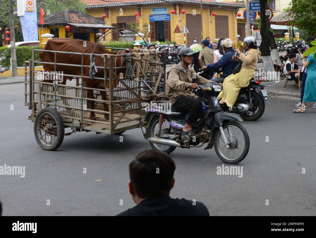 Transporting a cow hi-res stock photography and images - Alamy