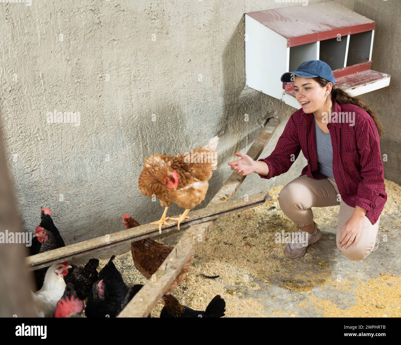 Belgian hens hi-res stock photography and images - Alamy