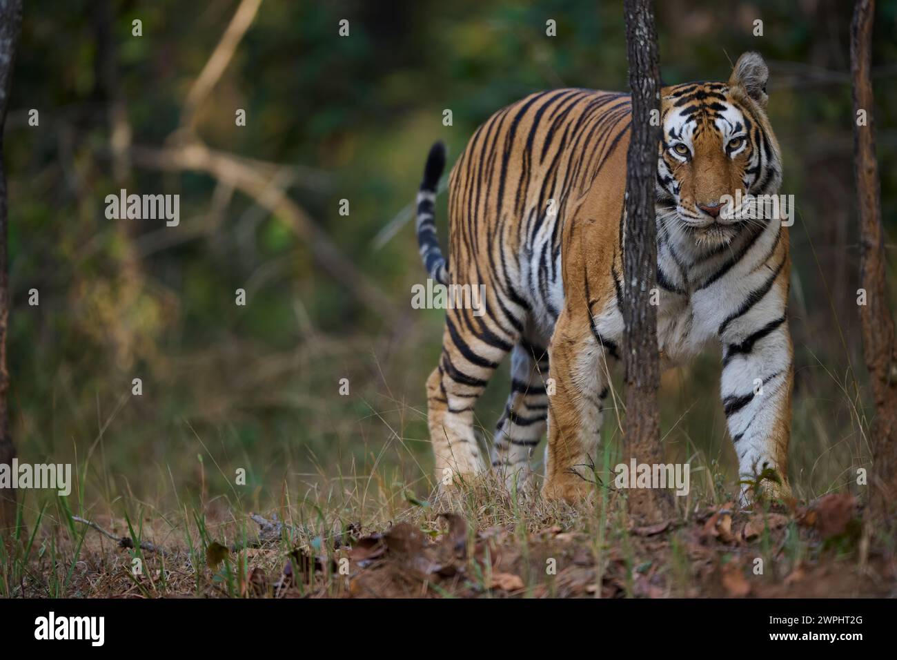 Tigress bengal tiger hi-res stock photography and images - Alamy