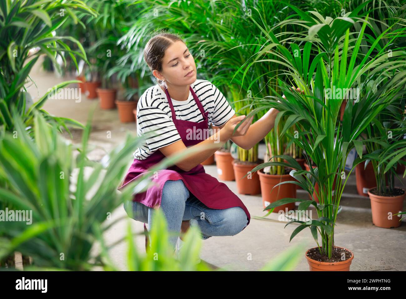 Areca flower hi-res stock photography and images - Alamy