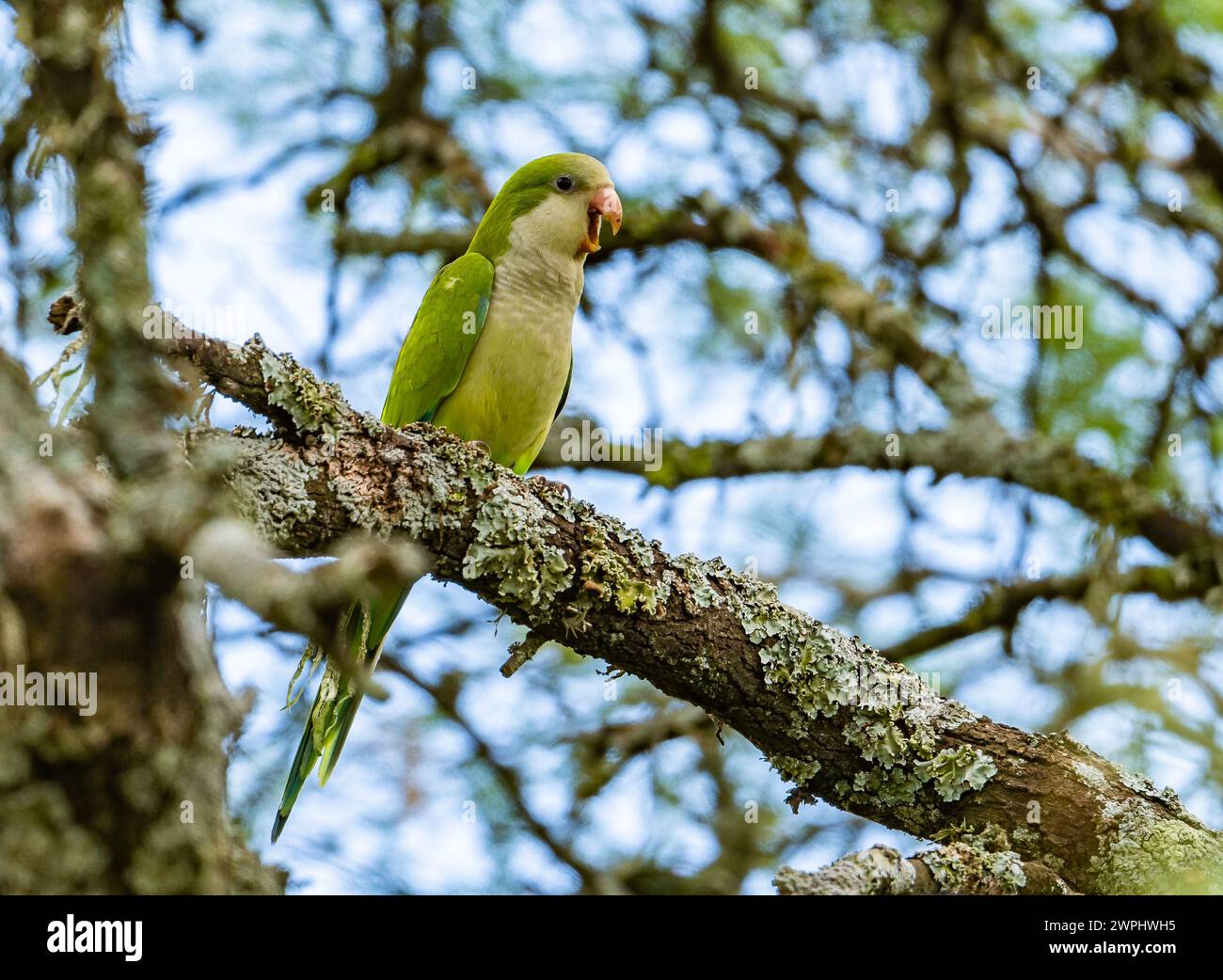 A Monk Parakeet (Myiopsitta monachus) perched on a branch. Argentina ...