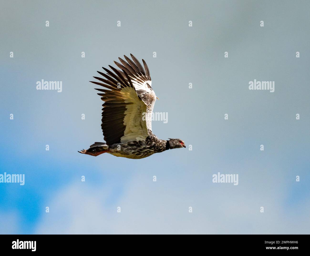 Screamer bird hi-res stock photography and images - Alamy