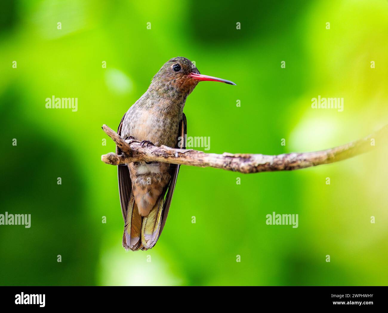 Gilded hummingbird hylocharis chrysura hi-res stock photography and ...