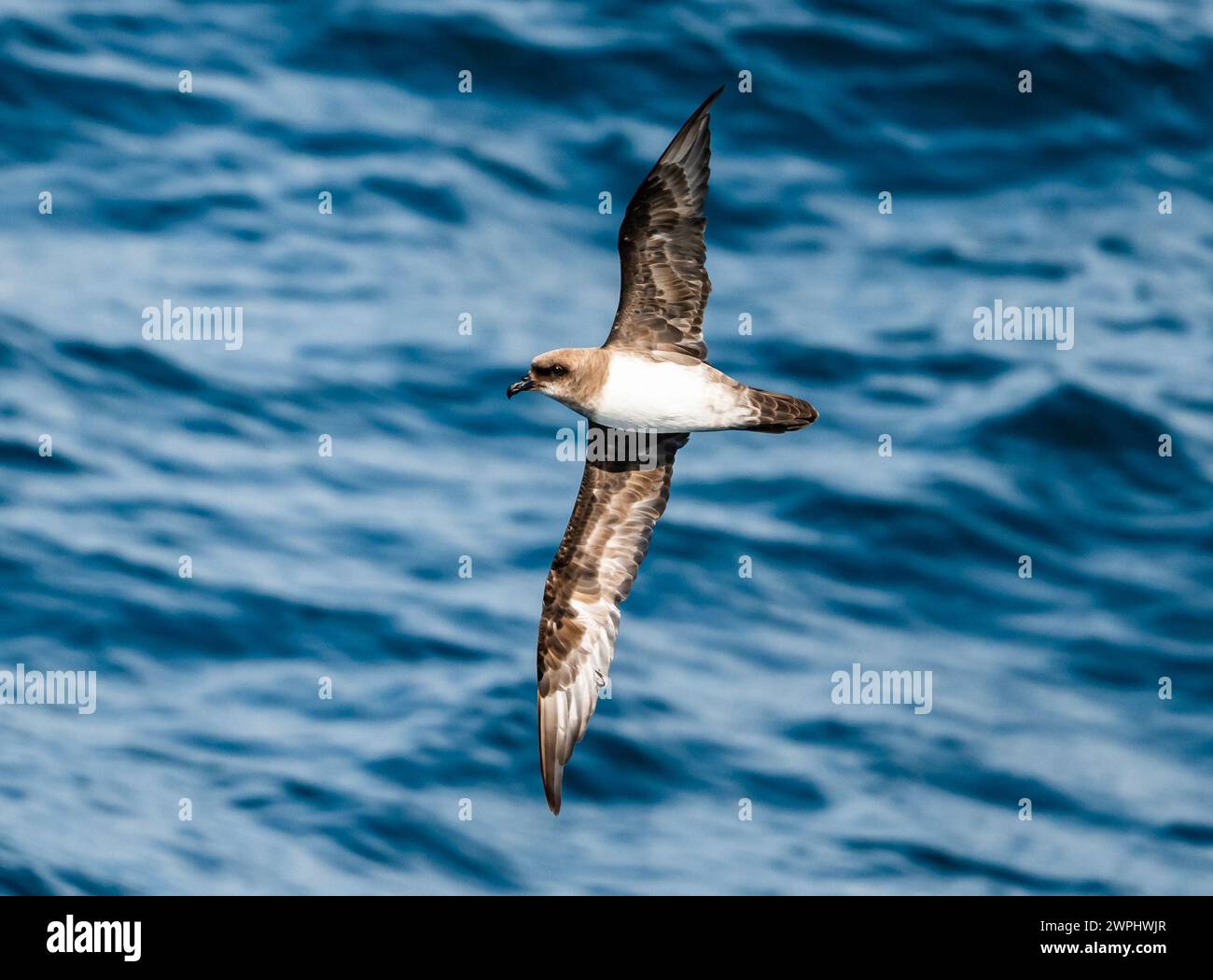 Flying bird over ocean hi-res stock photography and images - Alamy