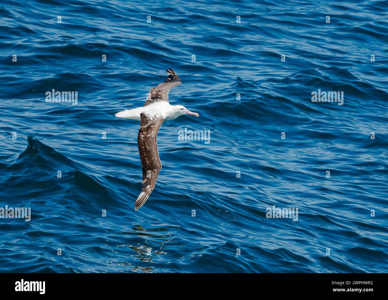 A Northern Royal Albatross (Diomedea sanfordi) flying over ocean. South ...
