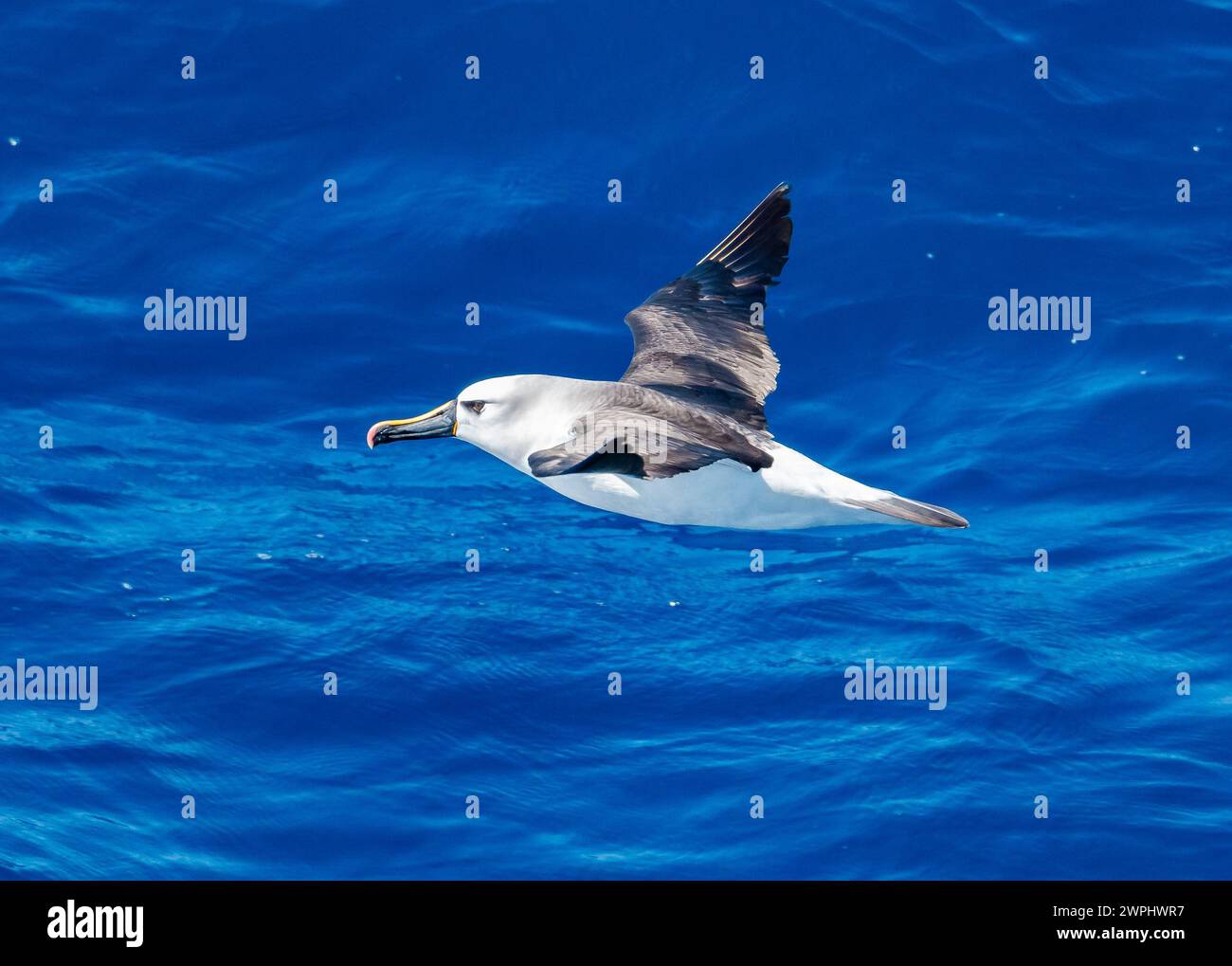 An Atlantic Yellow-nosed Albatross (Thalassarche chlororhynchos) flying ...