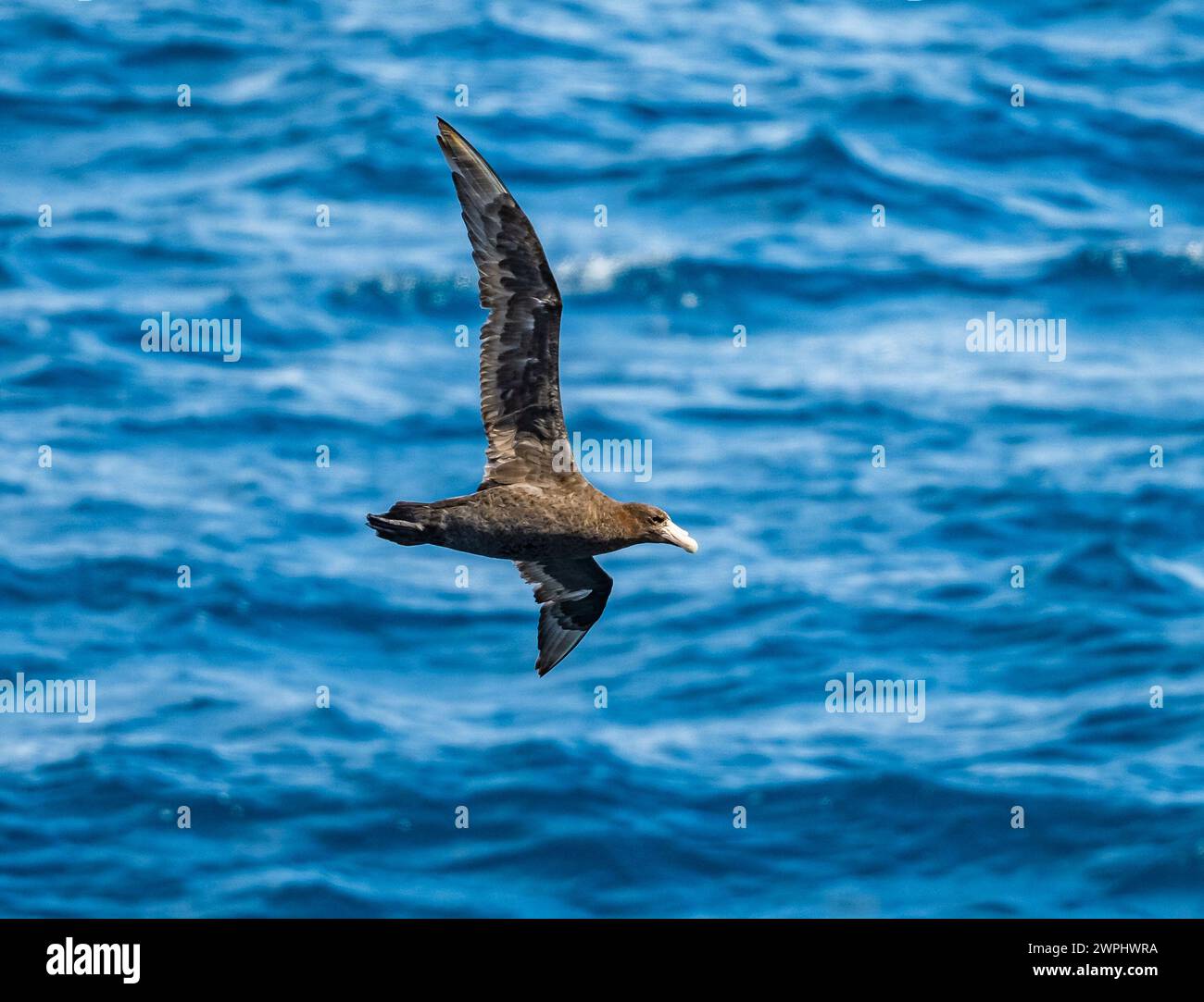 A Southern Giant-Petrel (Macronectes giganteus) flying over ocean ...