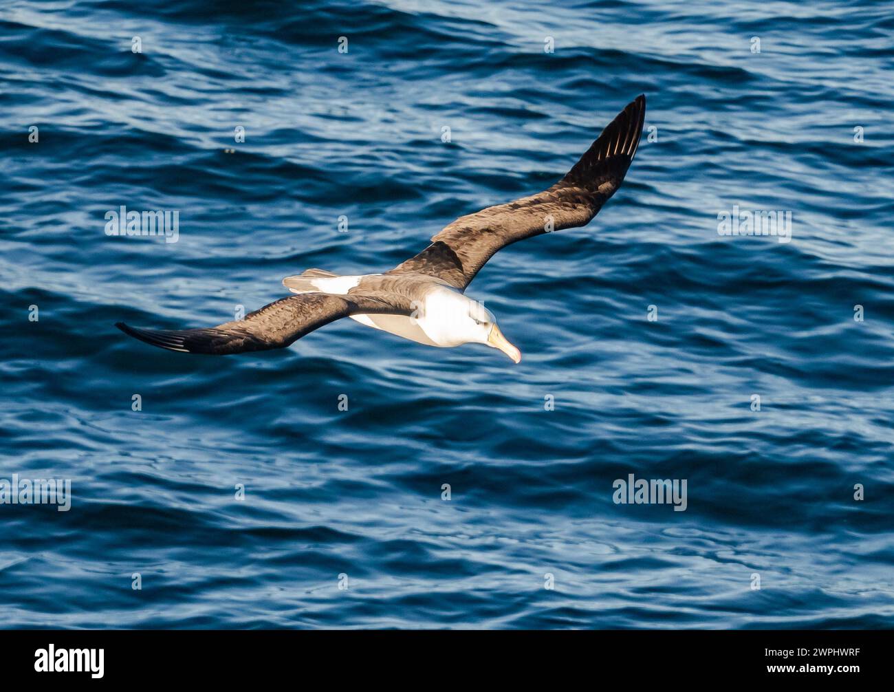A Black-browed Albatross (Thalassarche melanophris) flying over ocean ...