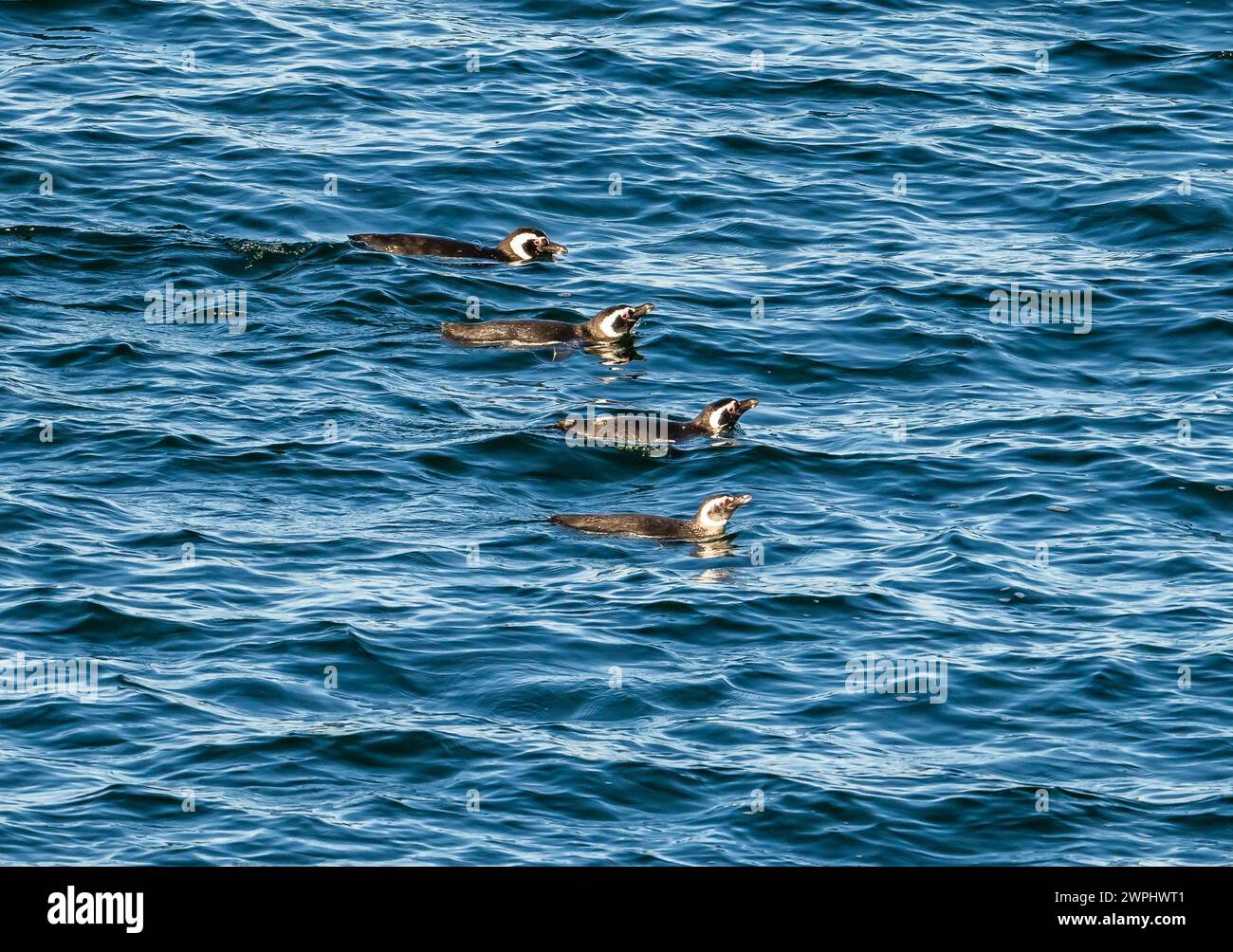 A group Magellanic Penguins (Spheniscus magellanicus) swimming in ocean ...