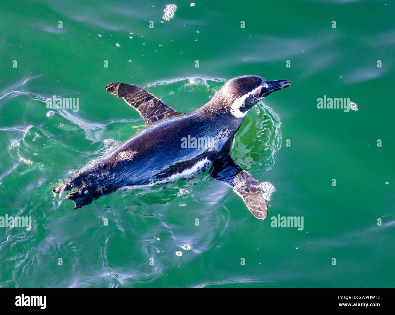 A Magellanic Penguin (Spheniscus magellanicus) swimming in ocean. South ...