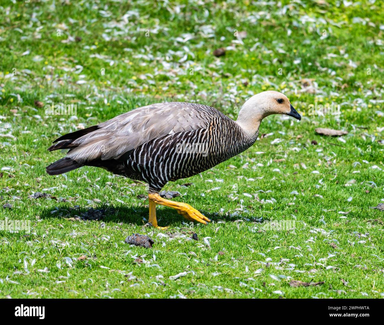 A male Upland Goose (Chloephaga picta) walking on green grass. The ...