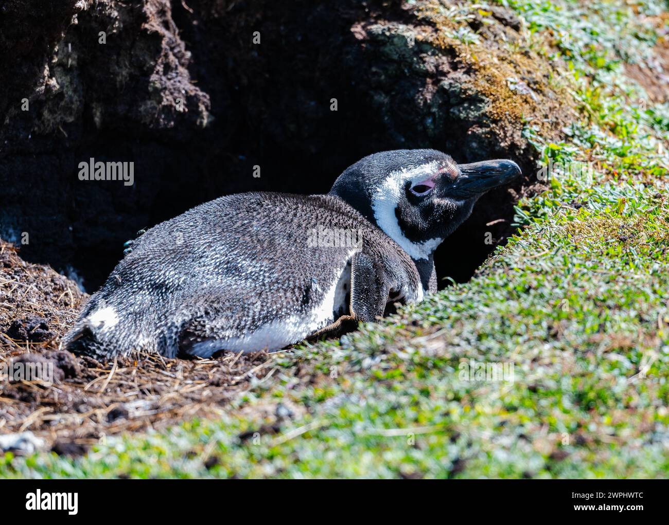 A Magellanic Penguin (Spheniscus magellanicus) in its nest burrow. The ...