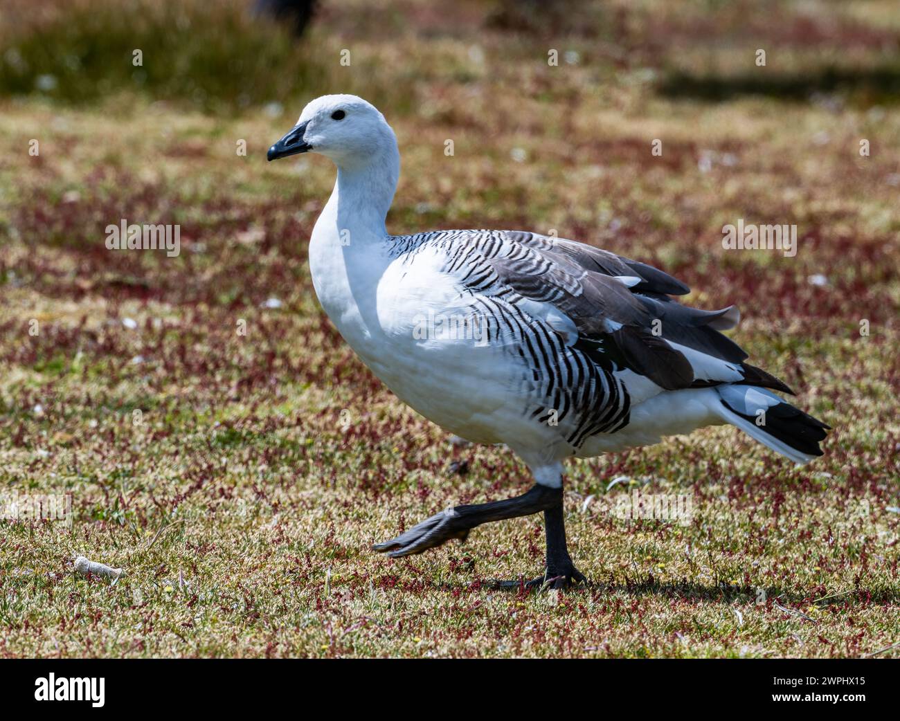 Male upland goose chloephaga hi-res stock photography and images - Alamy