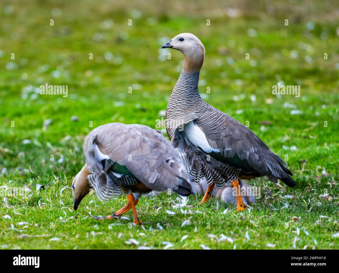 A family of Ruddy-headed Geese (Chloephaga rubidiceps). The Falkland ...
