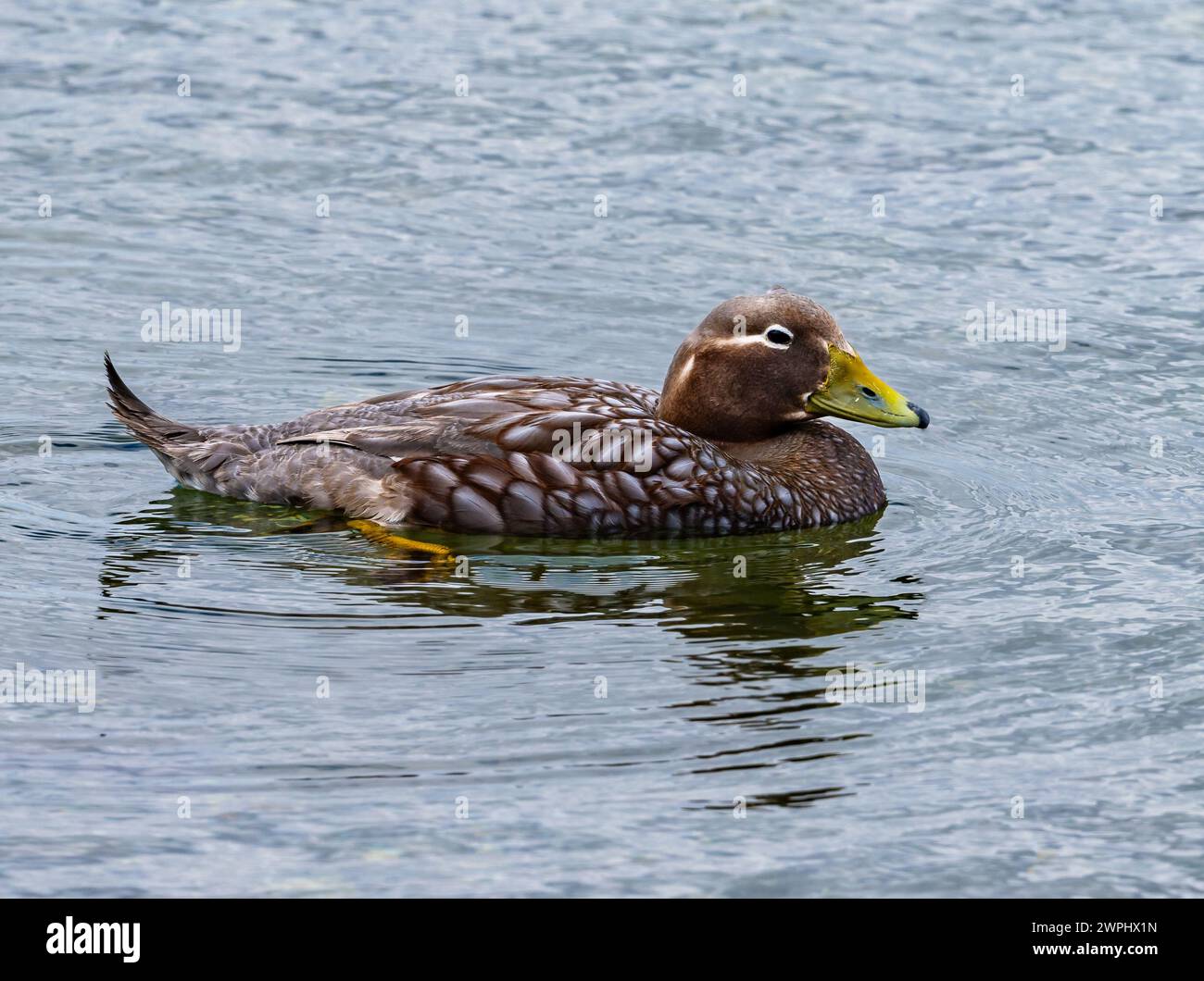 A Falkland Steamer-Duck (Tachyeres brachypterus) swimming in water. The ...