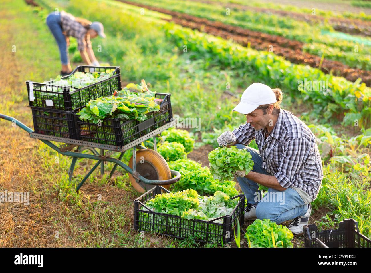 Hired male farm worker harvesting lettuce on farm field Stock Photo - Alamy