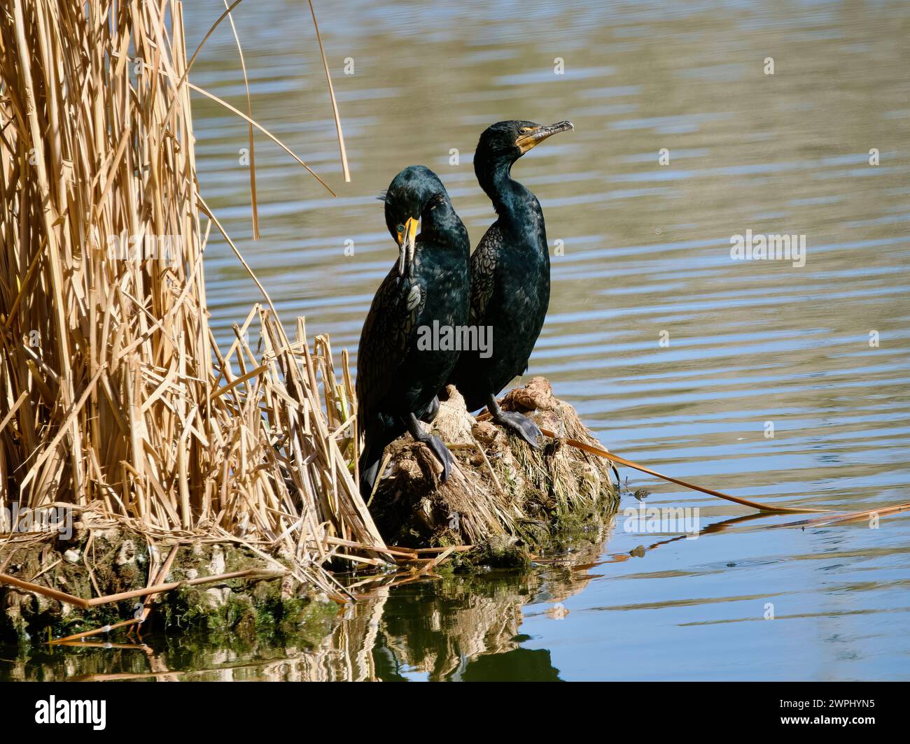 Resting Double-crested Cormorants (Nannopterum auritum) on a spring-fed ...