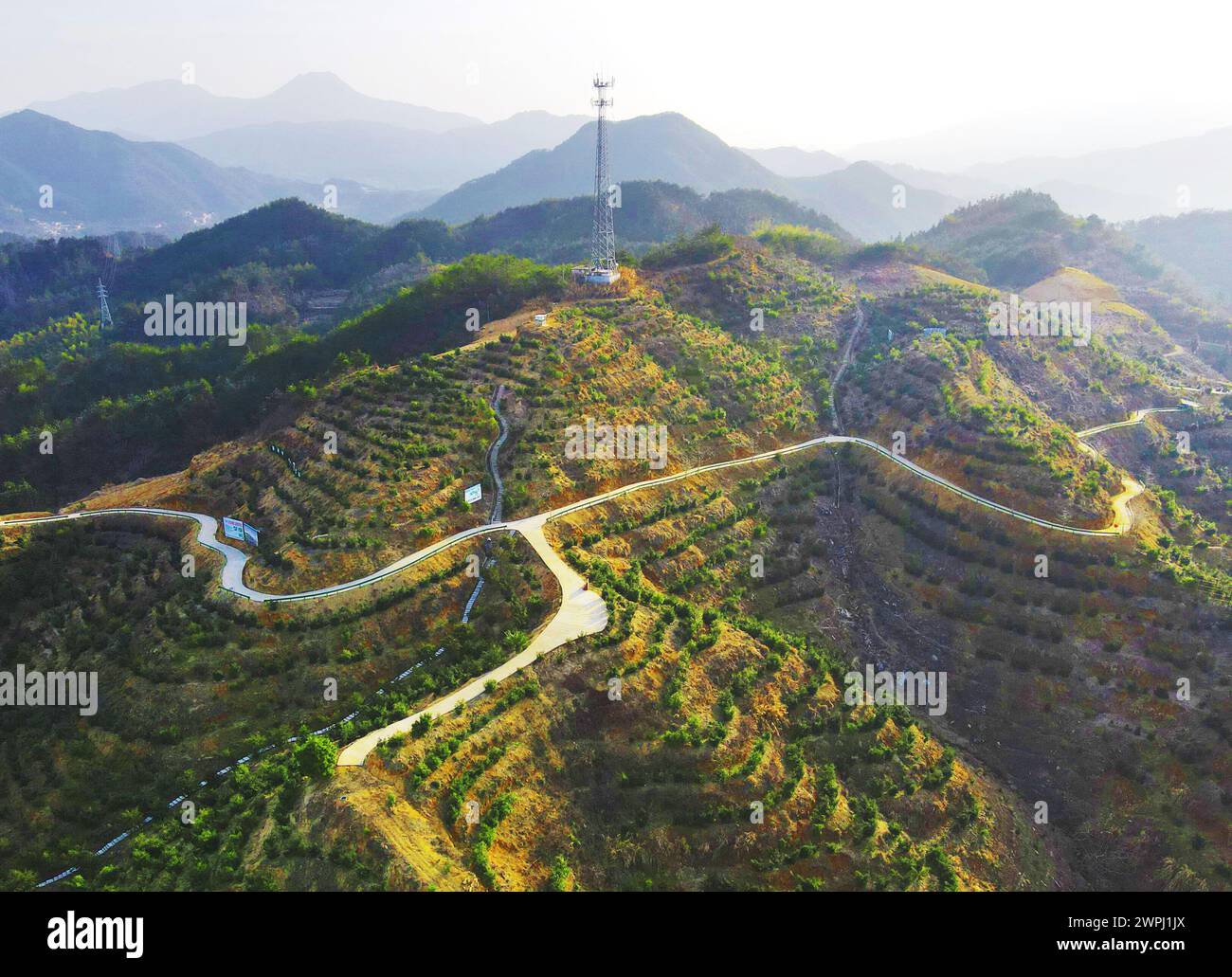 Chinese torreya hi-res stock photography and images - Alamy