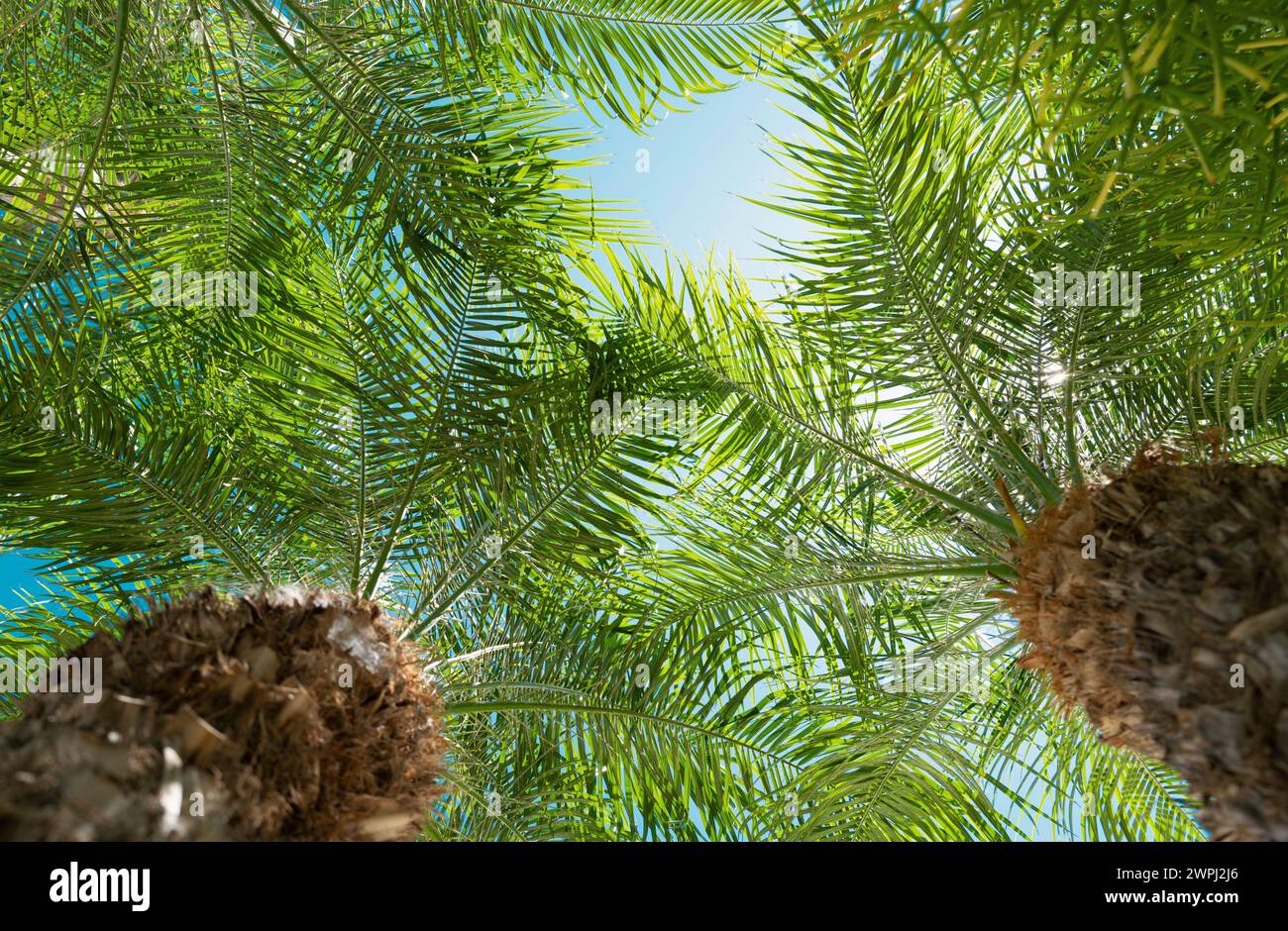 Coconut palm trees green texture background. Tropical palm coconut ...