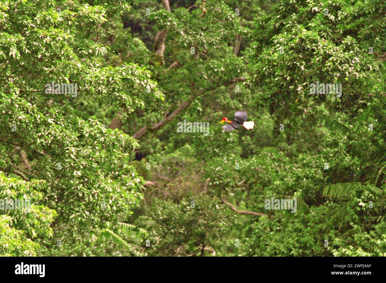 A knobbed hornbill (Rhyticeros cassidix) male flies through rainforest ...