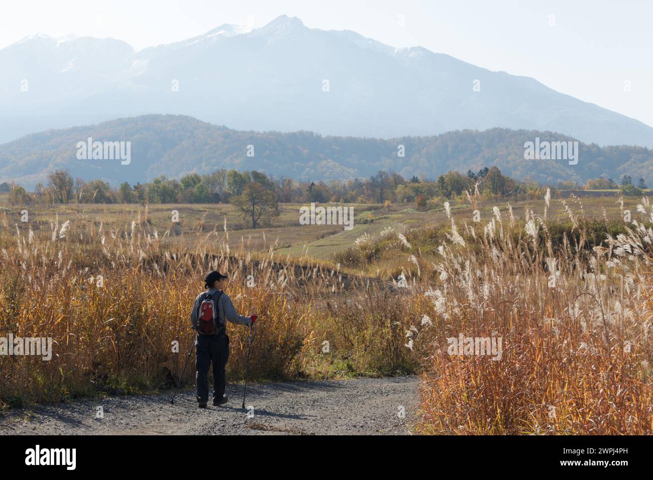 One Japanese male hiking along a trail near Daisetsuzan National Park ...