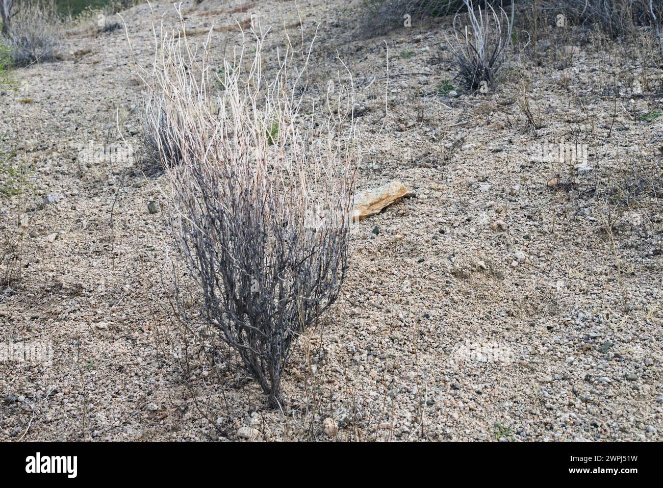 Dried dead desert plant still standing with its branches erect ...