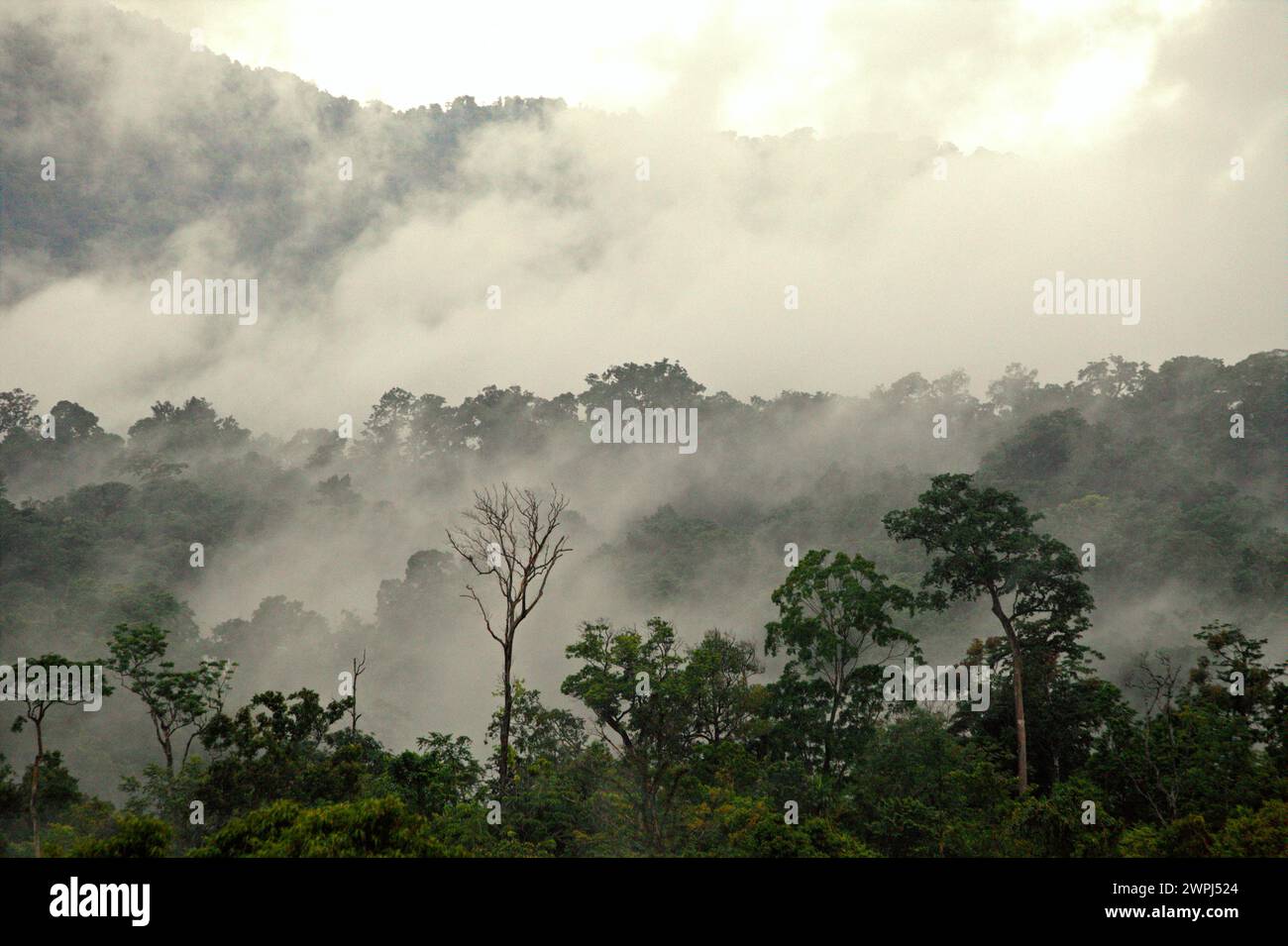 Primate ecosystem degradation hi-res stock photography and images - Alamy