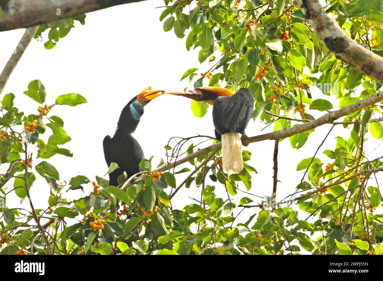 Hornbill pair foraging hi-res stock photography and images - Alamy
