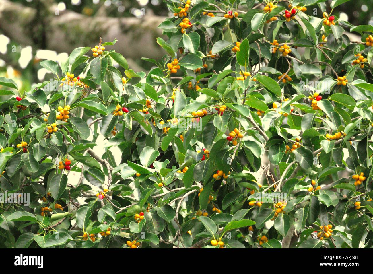 Fruits and leaves of a large fig tree in a vegetated area at the foot ...