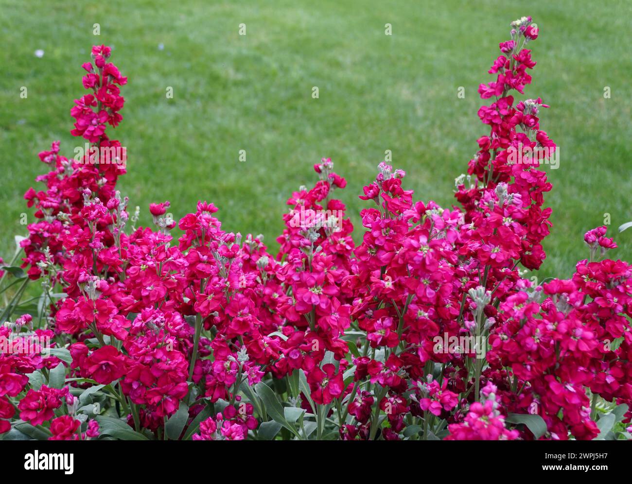 The bright pink color of Stock 'Katz Ruby' flowers, with scientific ...