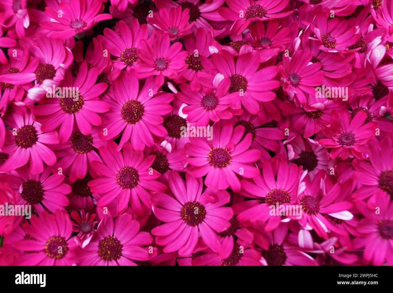 The bright pink color of Hybrid Cineraria 'Sunseneyona' Senetti Ruby ...
