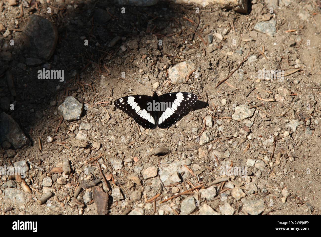 Weidemeyer's Admiral (Limenitis weidemeyerii) black and white butterfly ...