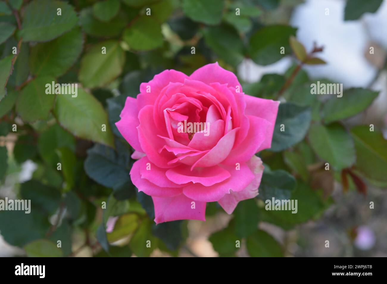 pink rose in the park in pakistan Stock Photo - Alamy