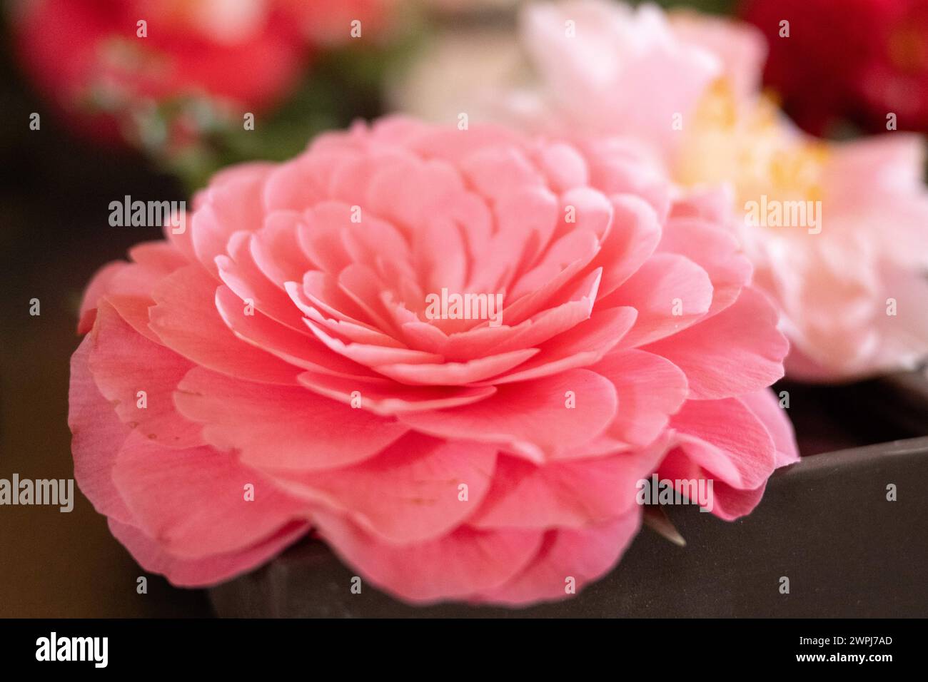 Pirna, Germany. 07th Mar, 2024. Camellias bloom in the Botanical ...