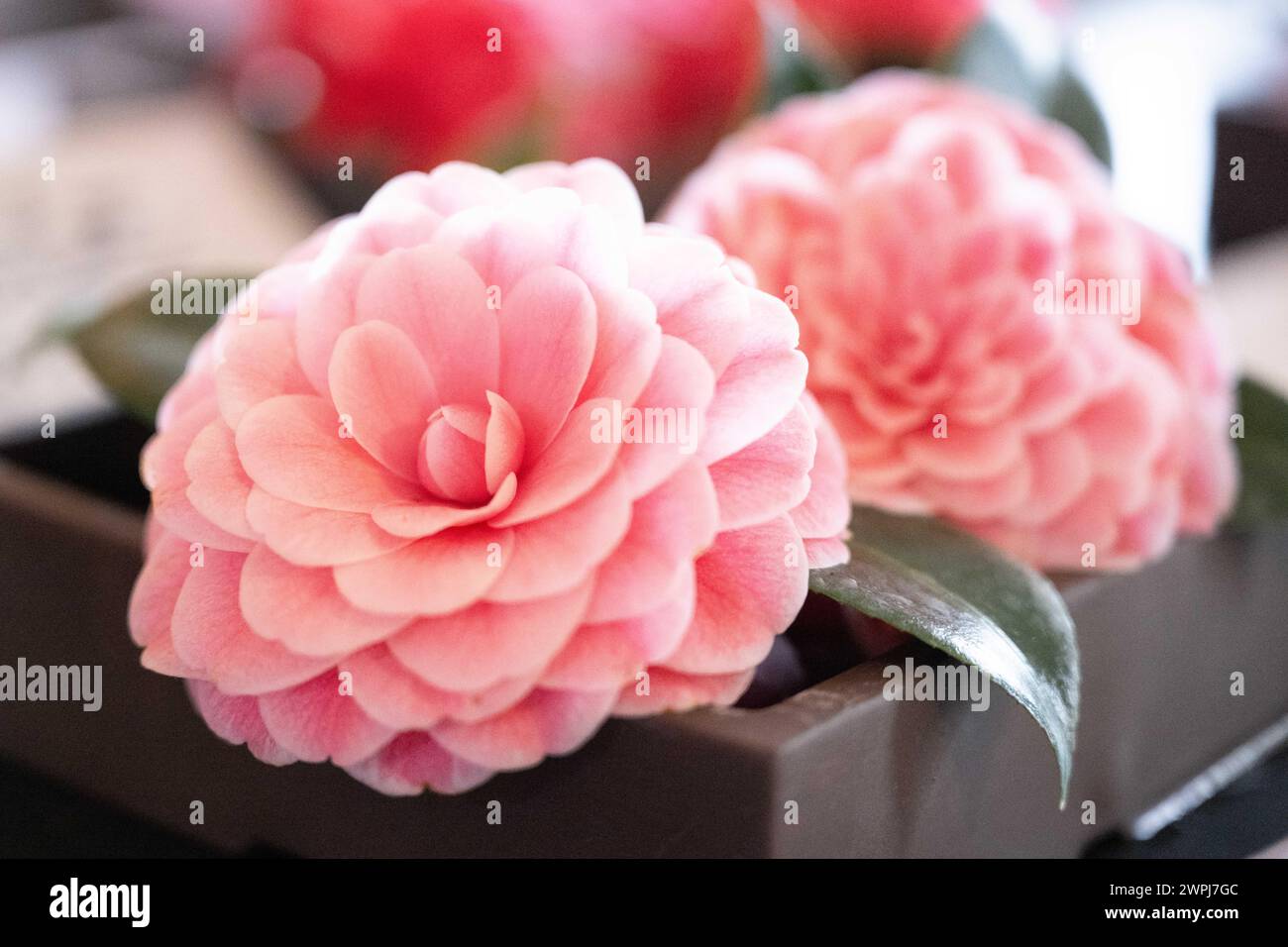 Pirna, Germany. 07th Mar, 2024. Camellias bloom in the Botanical ...