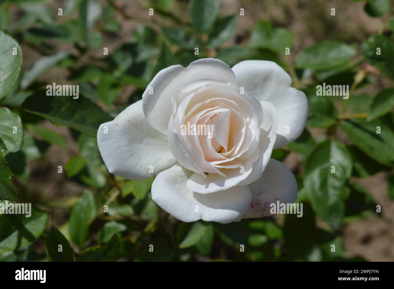 Beautiful white rose in a garden Stock Photo - Alamy